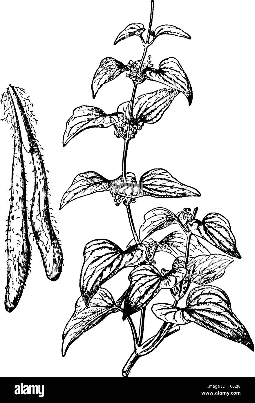 Yam Black and White Stock Photos & Images - Alamy