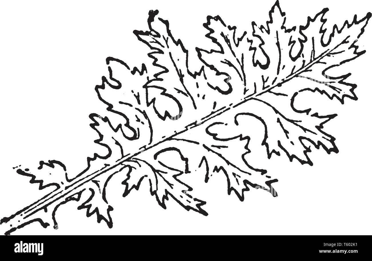 Sinuate hi-res stock photography and images - Alamy