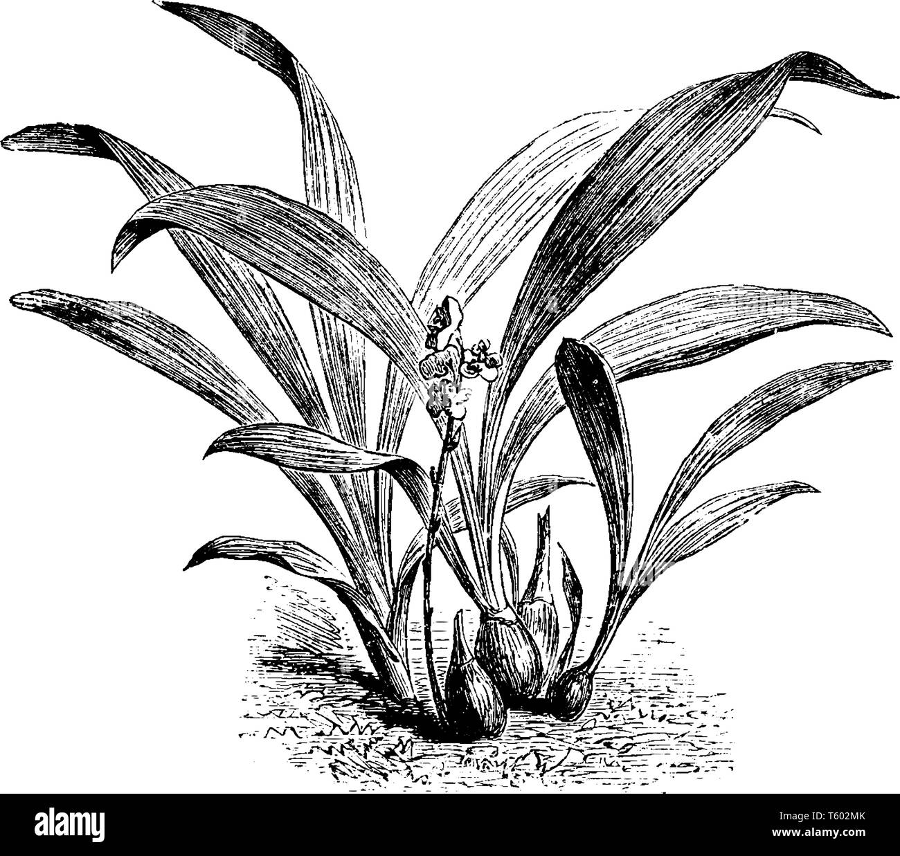 how to draw leaves on the ground