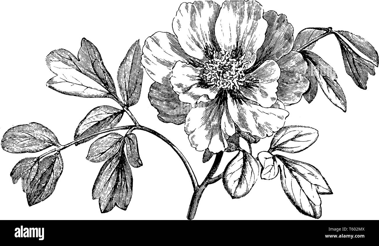 Picture contains the flower of the Mountain Peony, vintage line drawing ...