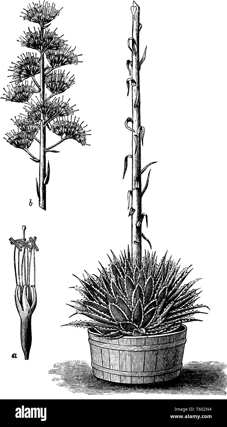 A picture shows Amole (agave parryi) Plant and its parts. Leaves are ...