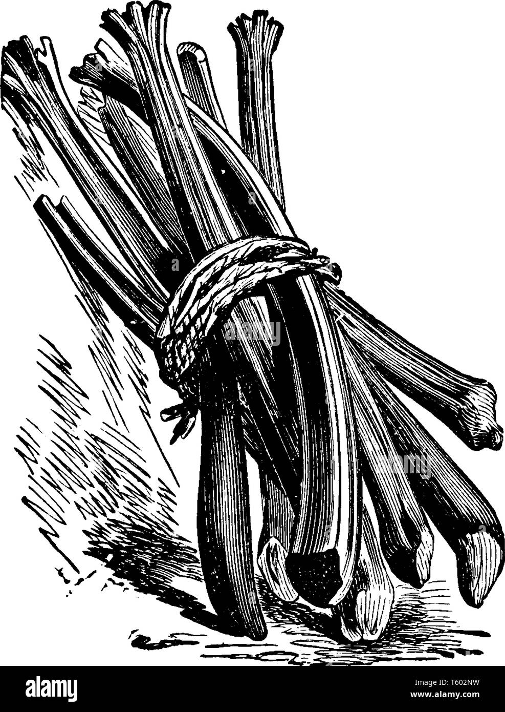 Vintage engraving rhubarb Stock Vector Images - Alamy