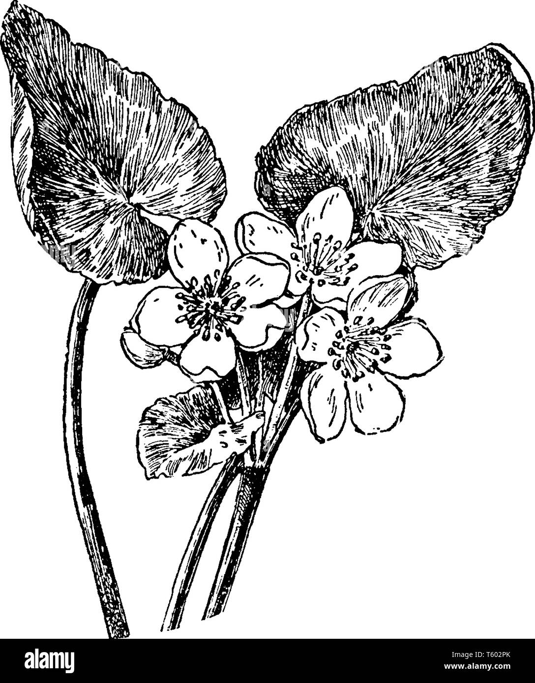 It is a Cowslip plant which belongs to Primulaceae family, vintage line ...