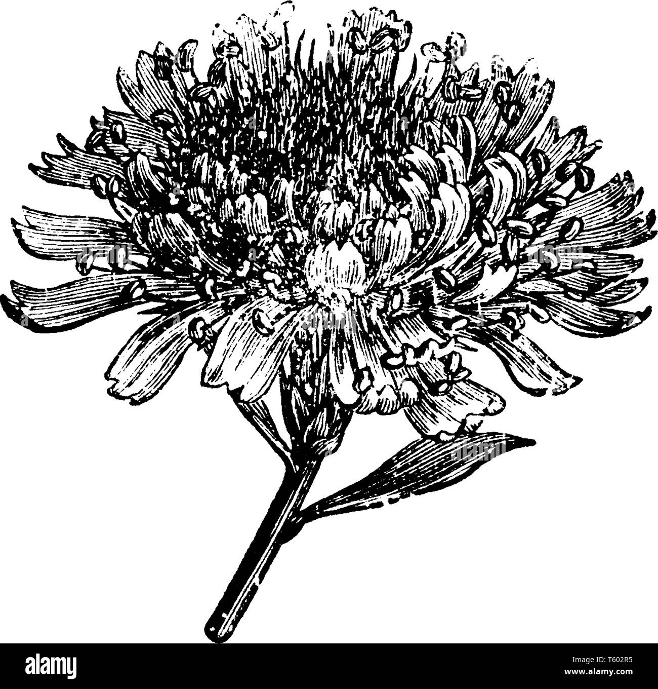 Shrubby globularia Stock Vector Images - Alamy