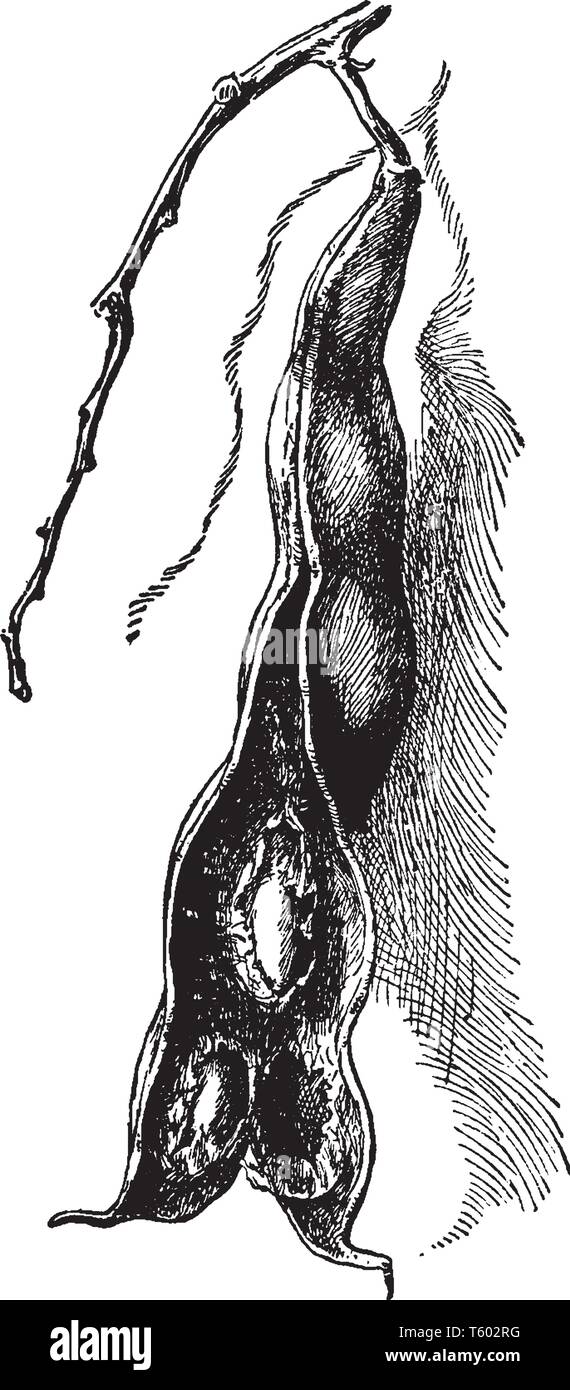 Scarlet Runner Bean they growing on branch and the bean is green ...