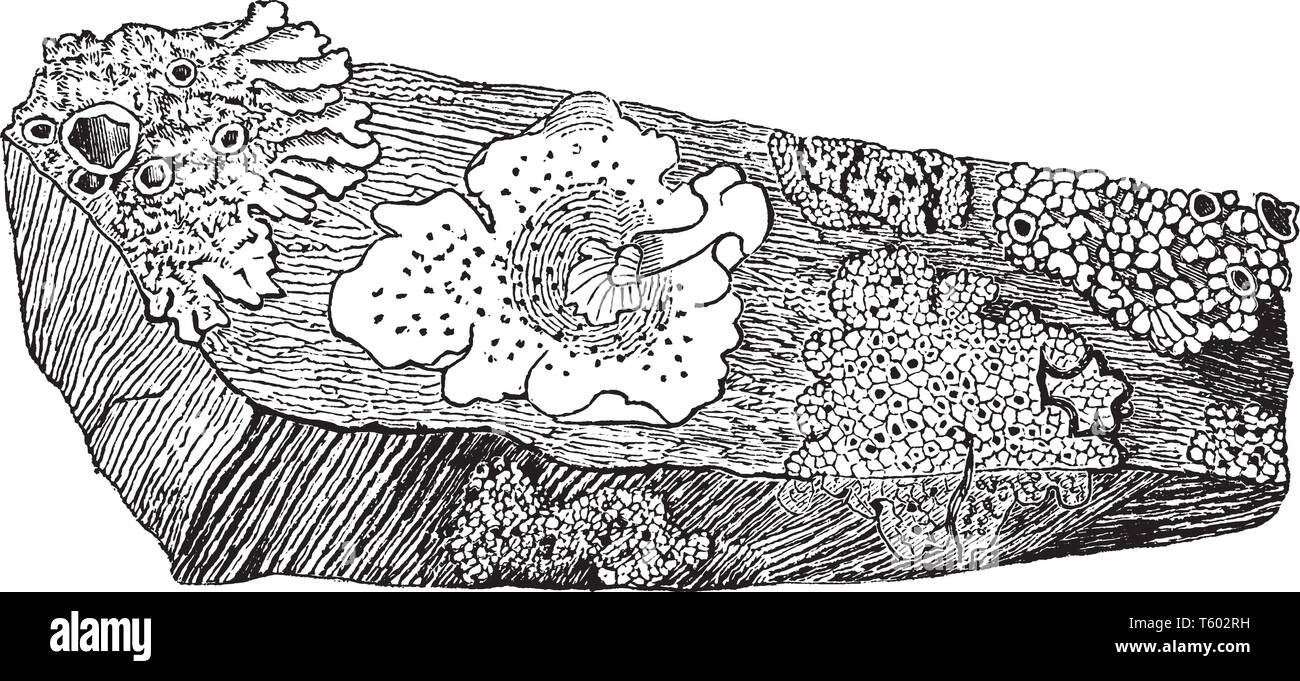 Lichens On Rock Drawing