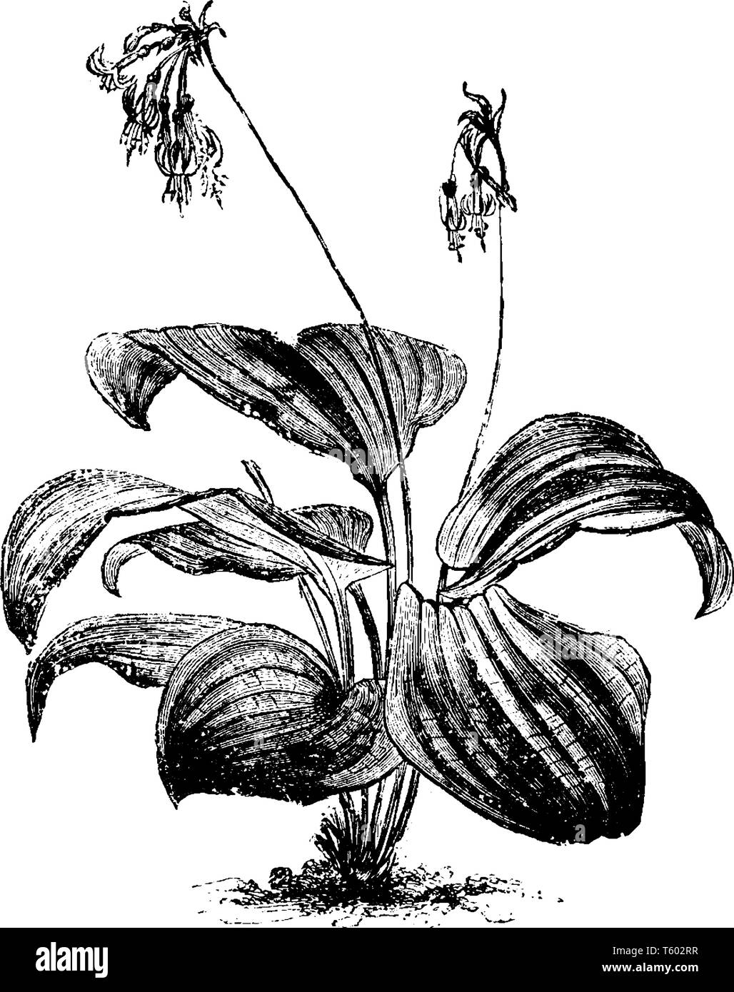 Caliphruria Subedentata has funneled shaped white flowers. It has ...