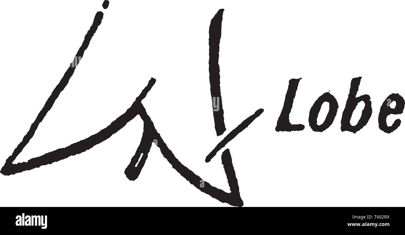 This is an image of a lobe with projection or divisions, vintage line ...