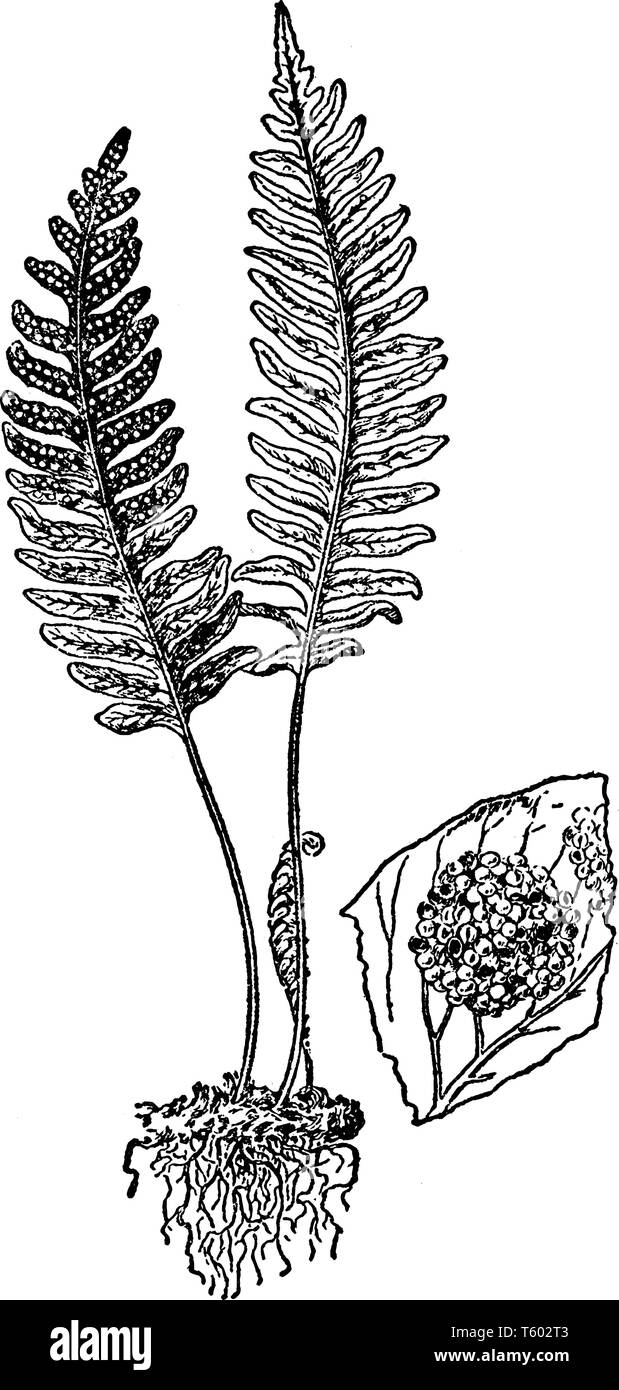 Polypody Stock Vector Images - Alamy