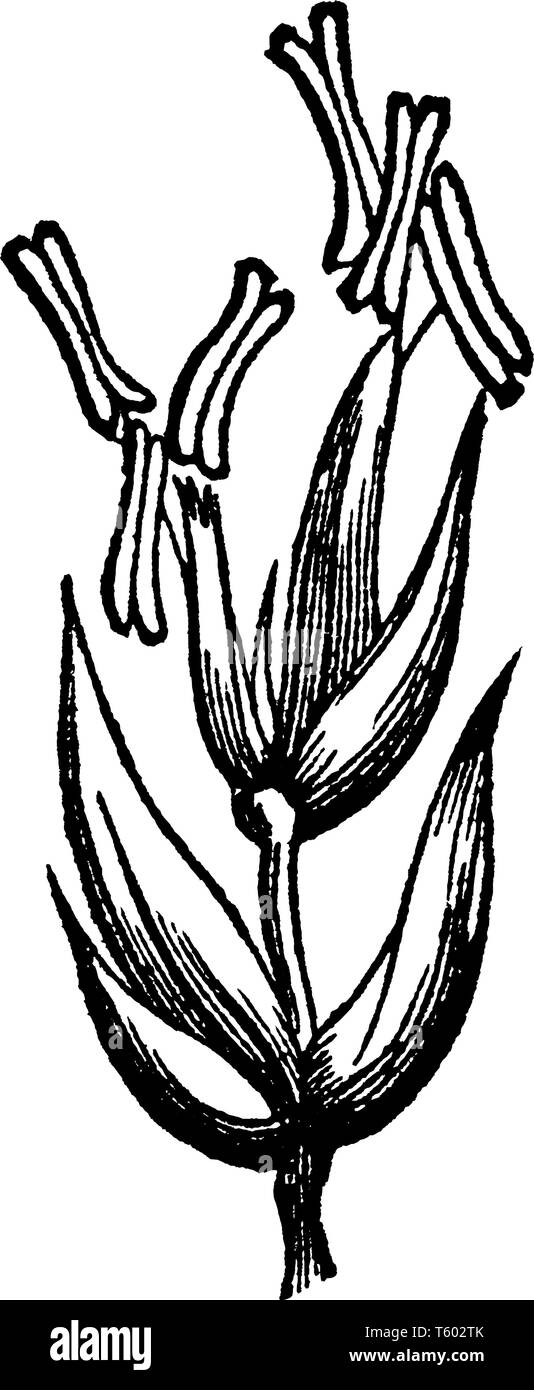 This is a flower of Medow fescue. Petals are small and pointed. Anther ...