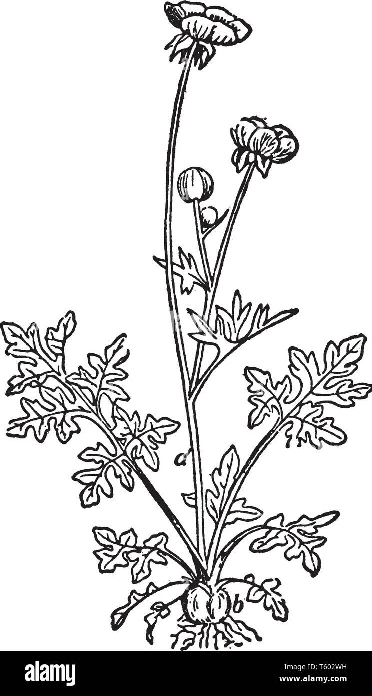 Buttercups are a large genus of flowering plants called Ranunculus ...