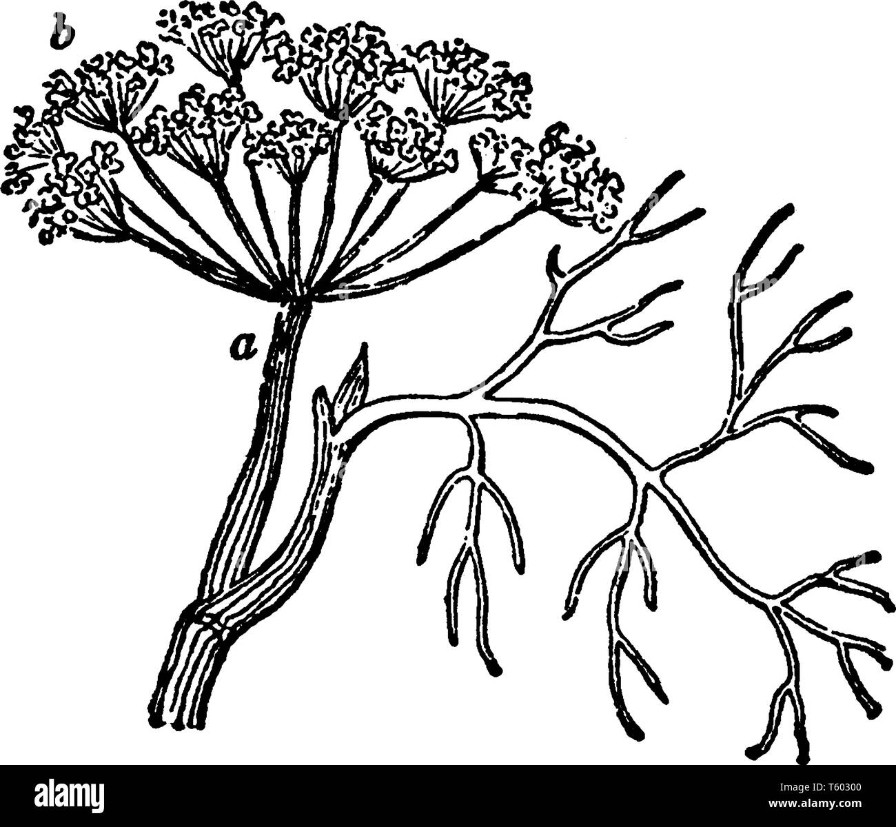 A picture, that's showing Dill. It is extensively grown in Eurasia. Its ...