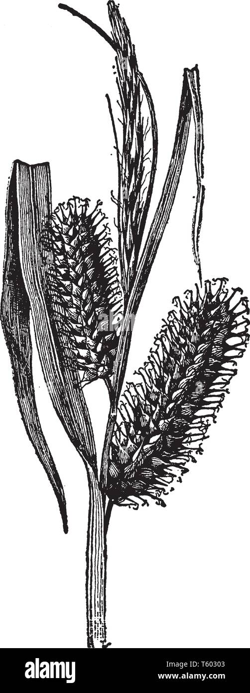 Carex lurida is native from the southern Canadian. The leaves are ...