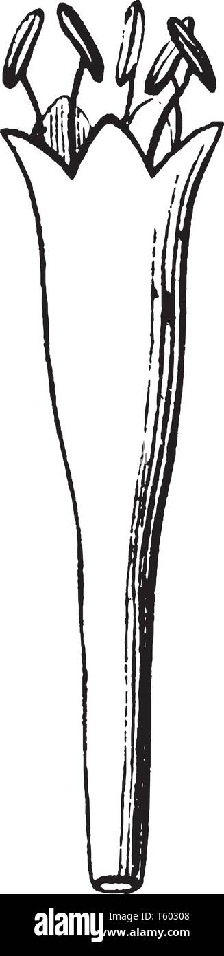 Fused petals Black and White Stock Photos & Images - Alamy