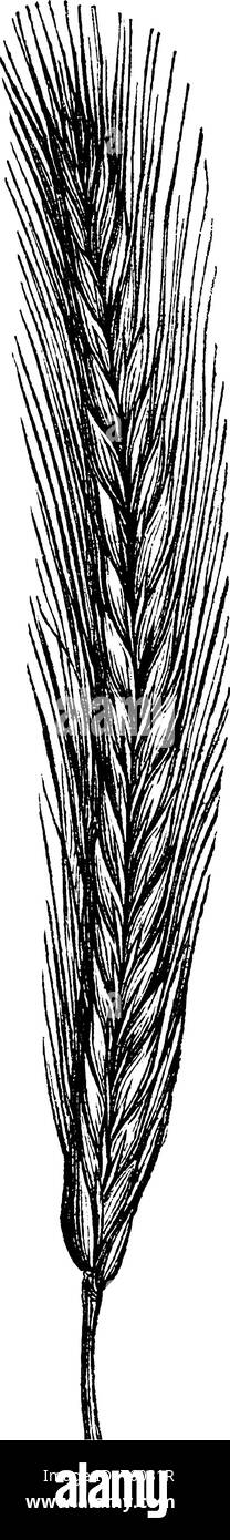 This rye very hairy, and seed very dense and covered, vintage line ...