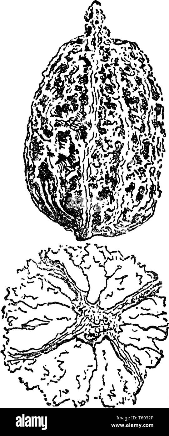 Walnut tree engraving Stock Vector Images - Alamy