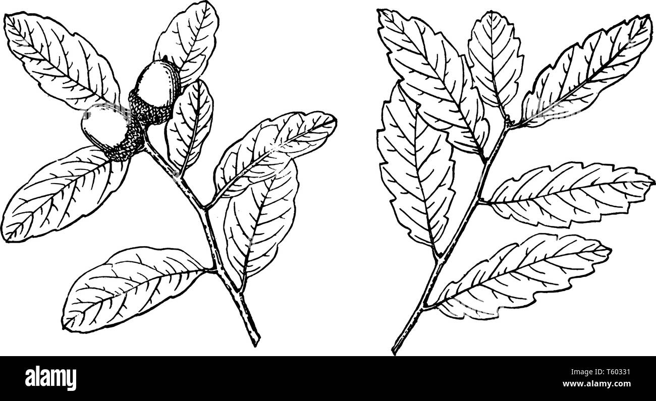 1 6 1 3 cm Black and White Stock Photos & Images - Alamy