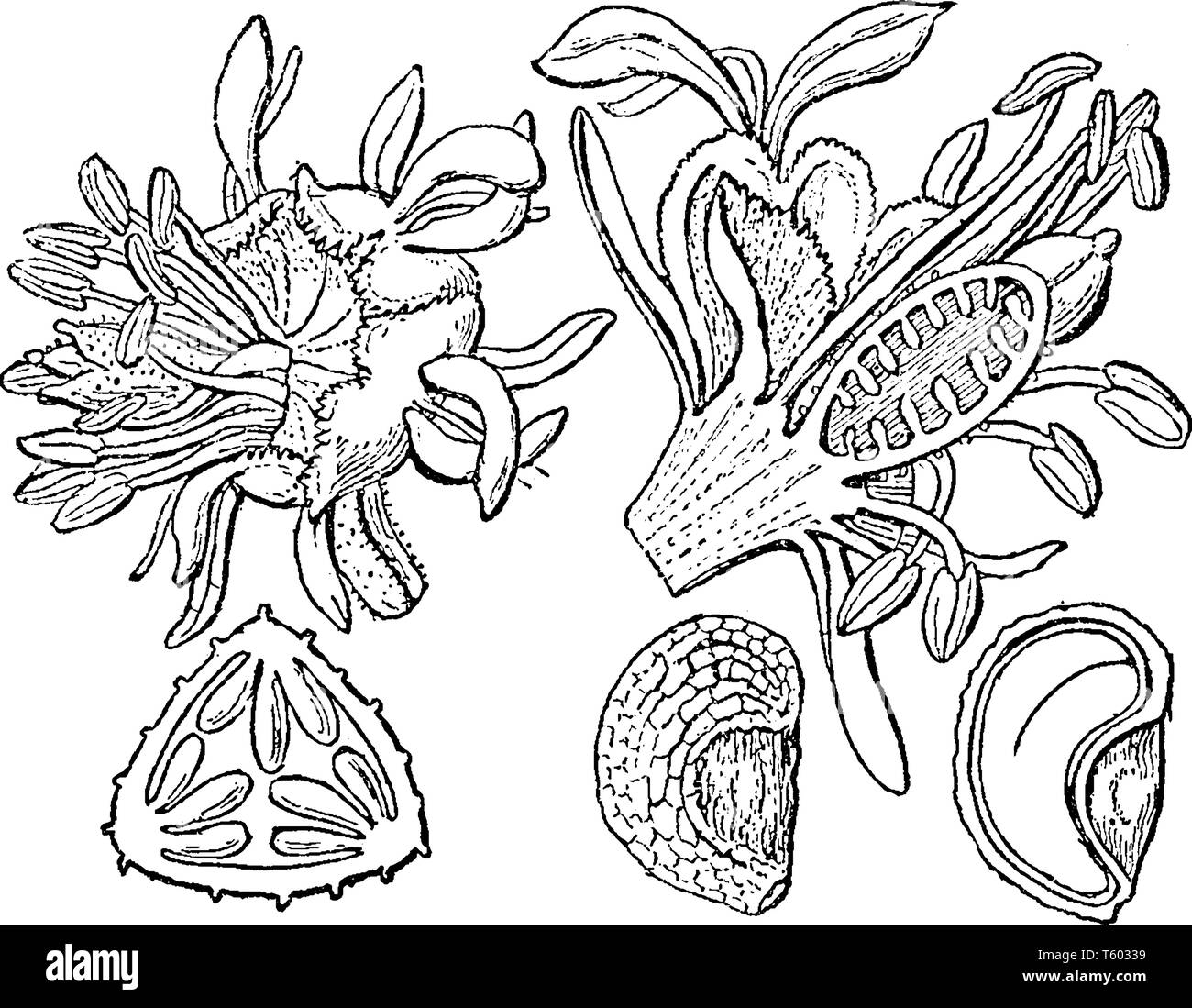 Going long Stock Vector Images - Alamy