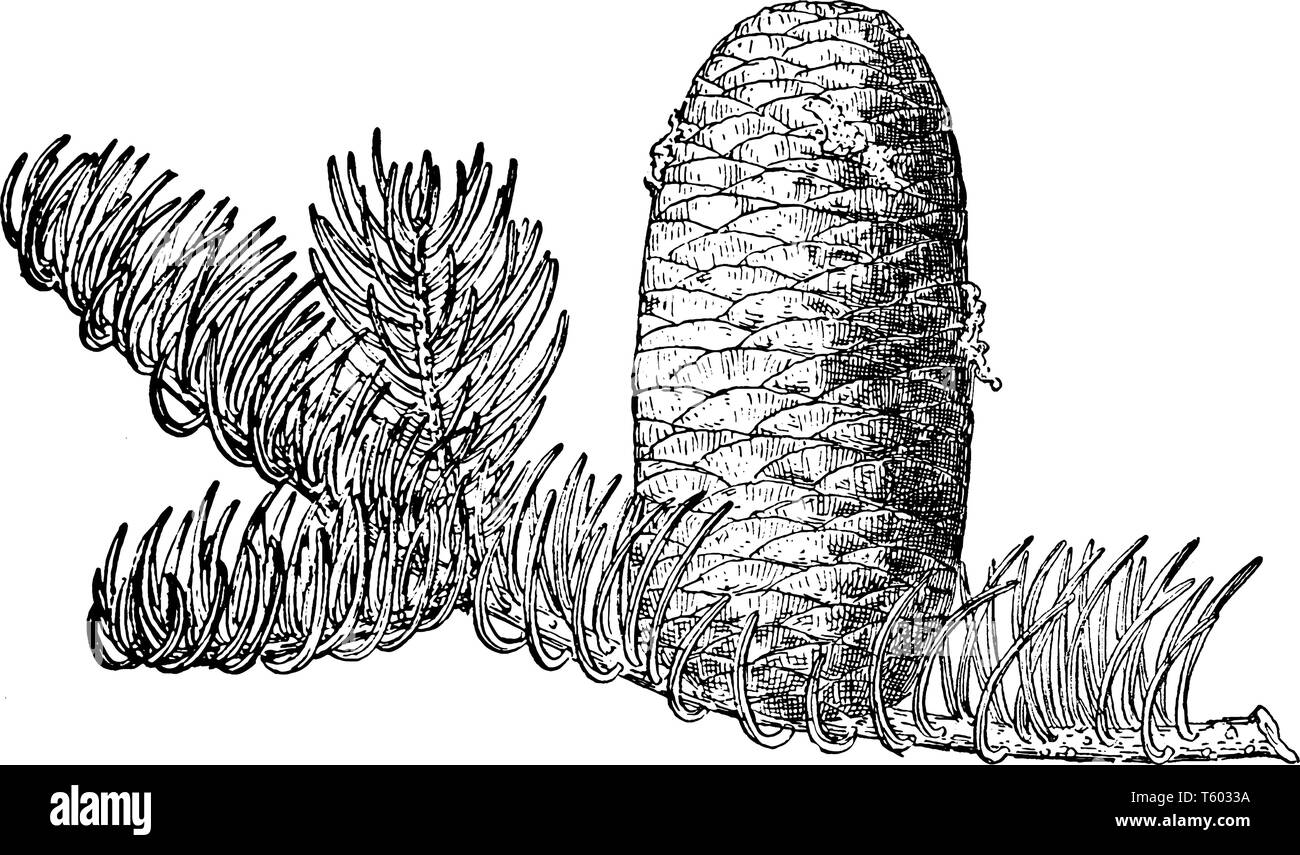 Pine Cone of Fir tree which are native to the mountains of western ...