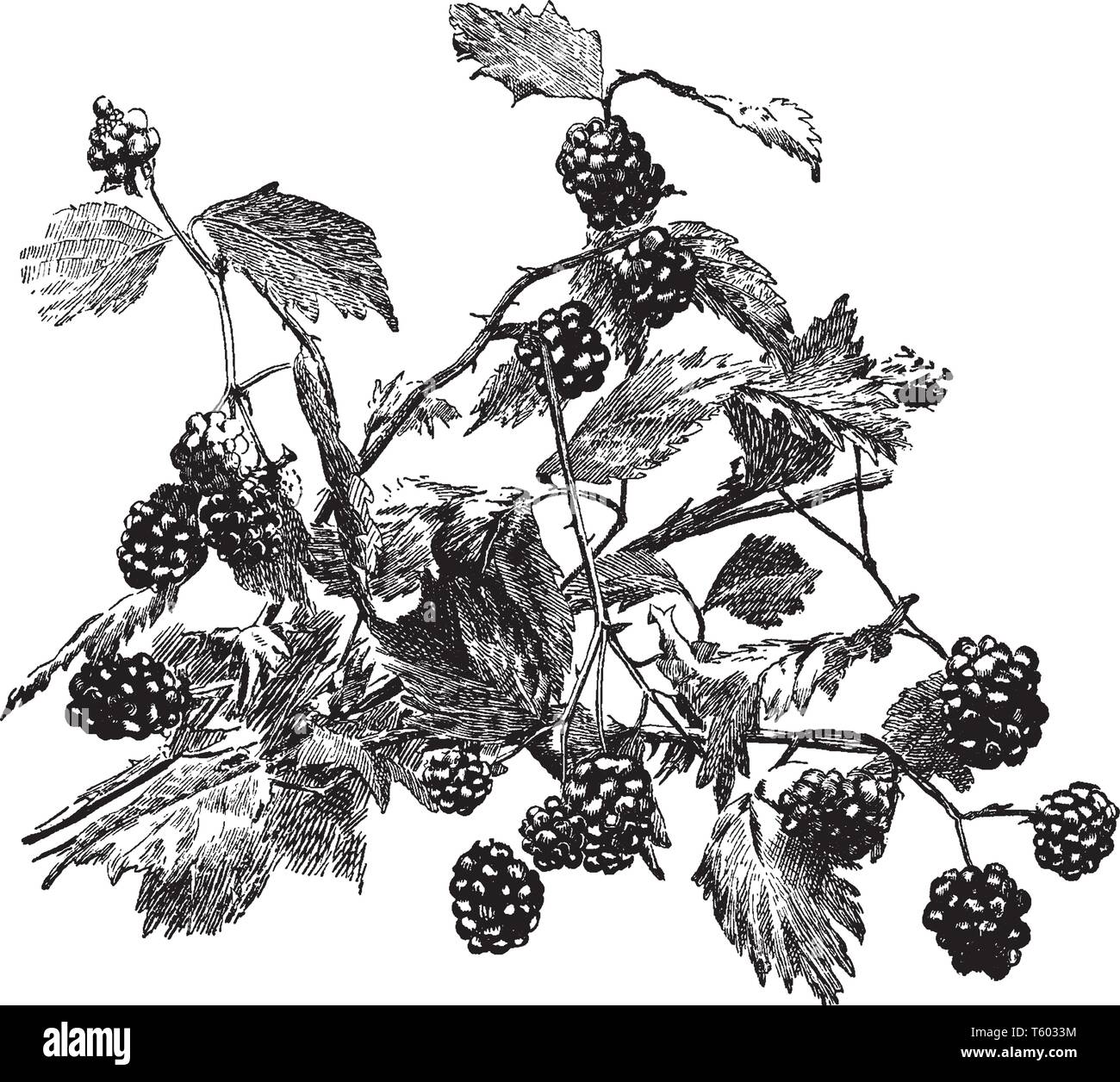 This is a fruity branch of hybrid Blackberry. It is also known as ...