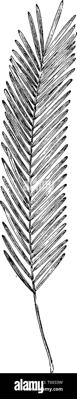 A picture is showing Zamia Floridana. It is a cycad of the genus Zamia ...