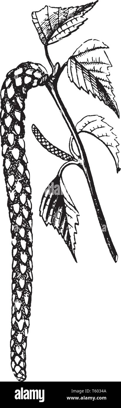 This is an image of Catkin. Catkins are produced by many trees, vintage ...