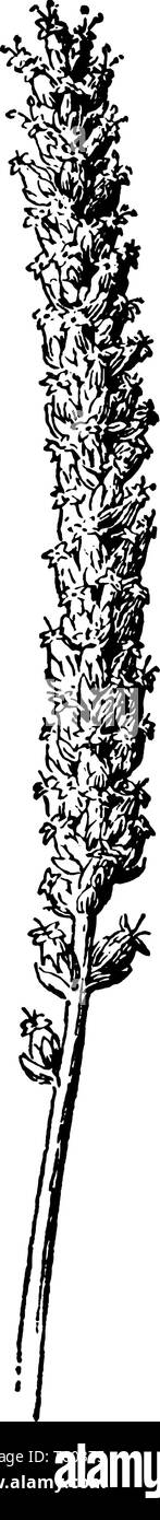 The image of Plantain Spike. These are hairy. The spike is filled of ...