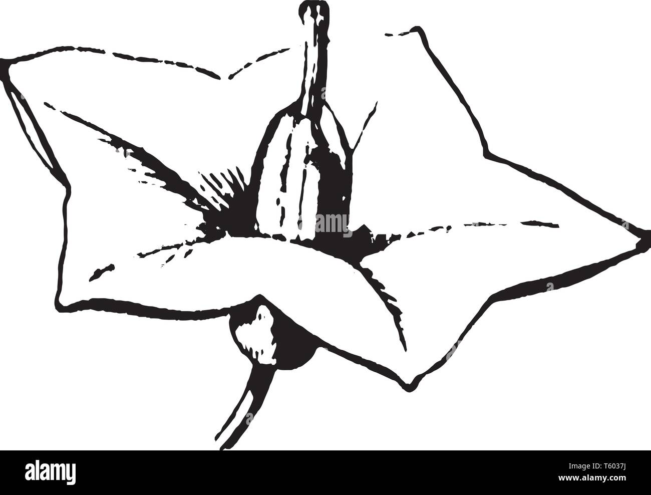 A picture showing Star shape feeding flower, vintage line drawing or ...