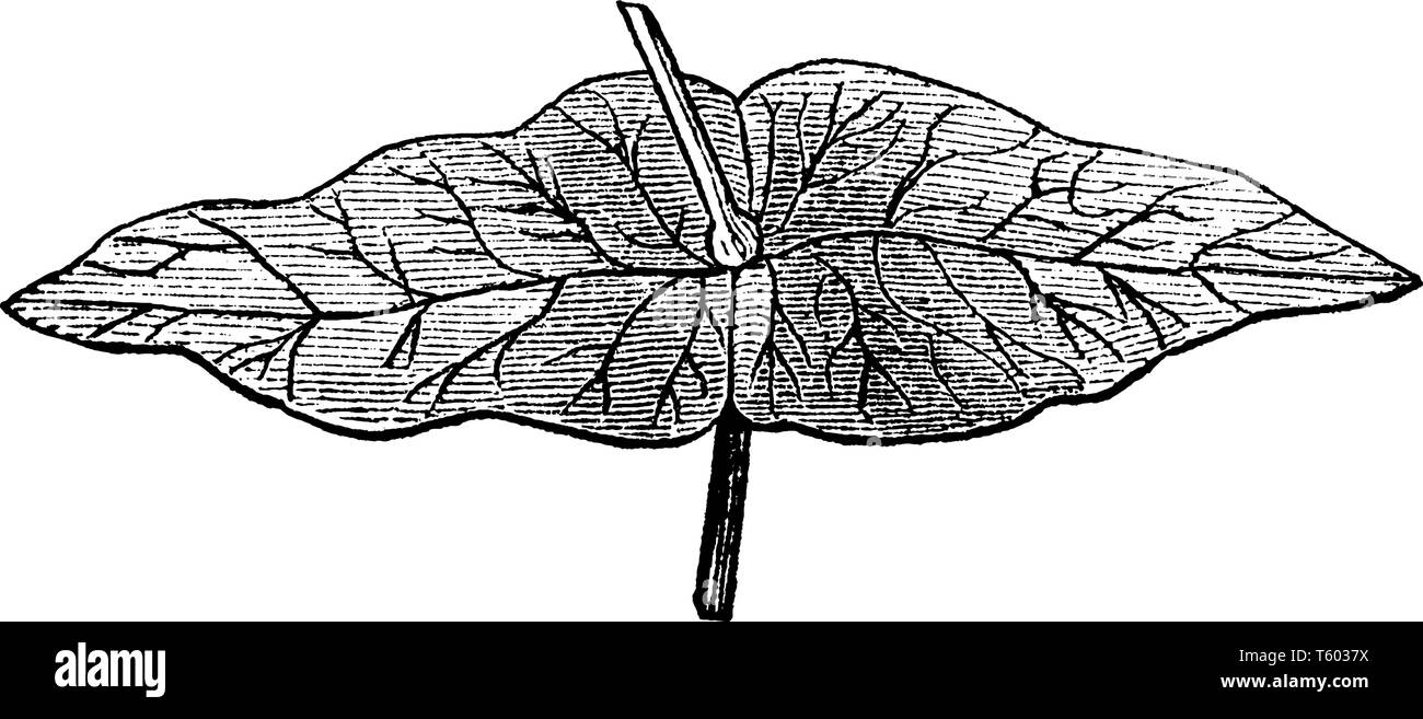 Opposite leaves Stock Vector Images - Alamy