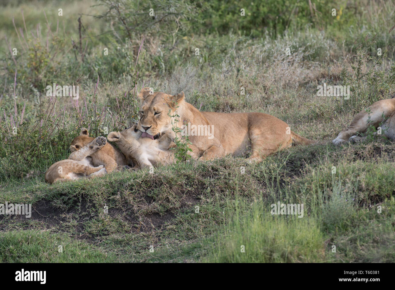 Lioness licking cub hi-res stock photography and images - Alamy