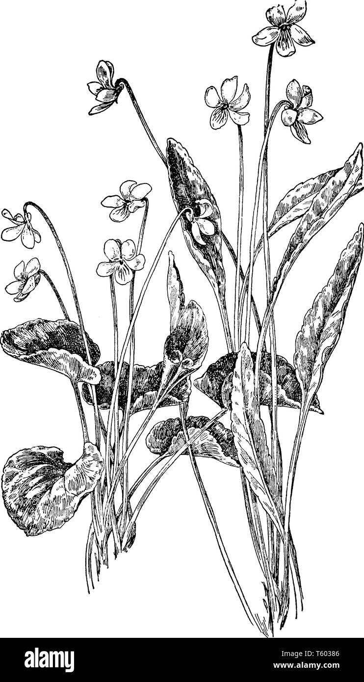 Two black white common Black and White Stock Photos & Images - Alamy