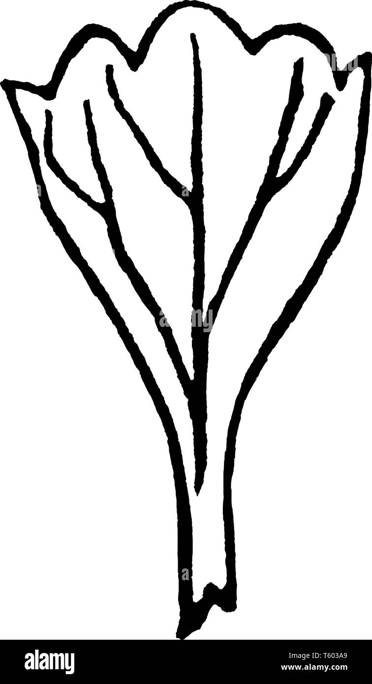 The cuneate leaf is funnel shaped. Leaf upper side is broad and lower ...