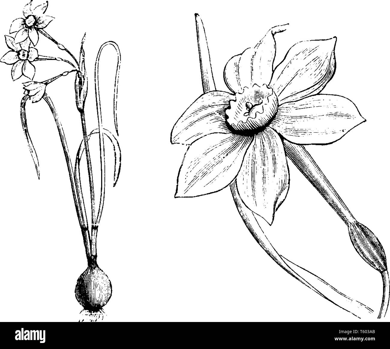 Picture describing a single flower stems and more than two stems. A ...
