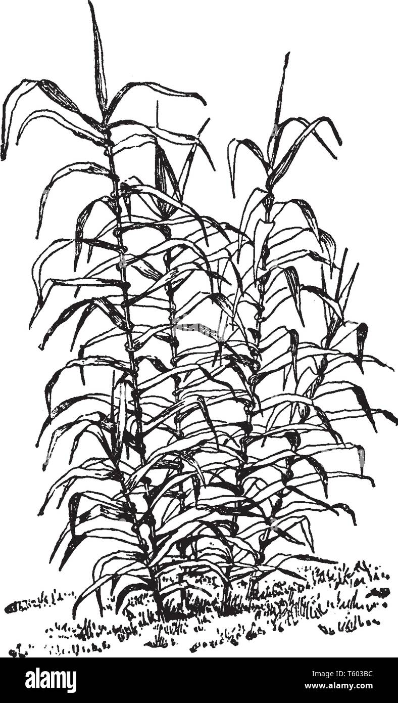 Arundo Donax is common known as giant reed. It is grows twenty feet ...