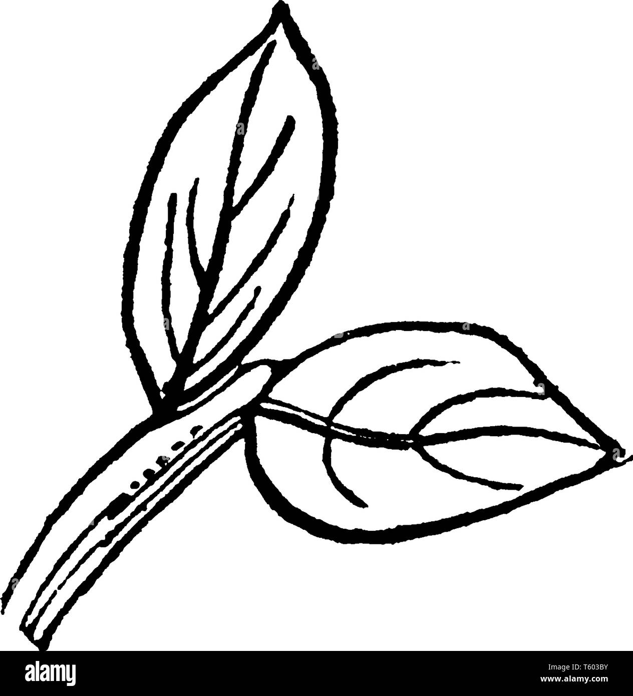 Two leaf attach different level, they grown on branch and stalk is very ...