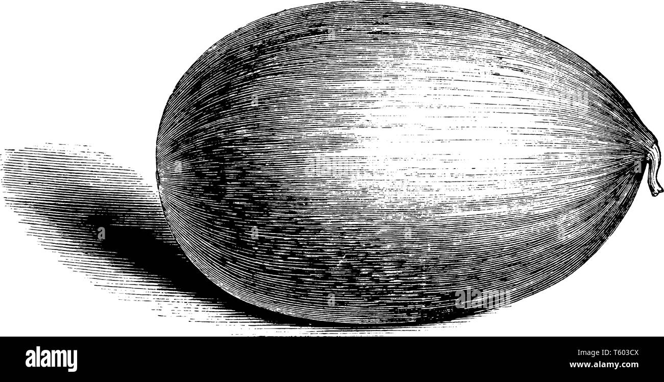 This image shows the winter melon. Its shape is round. Inside it has ...