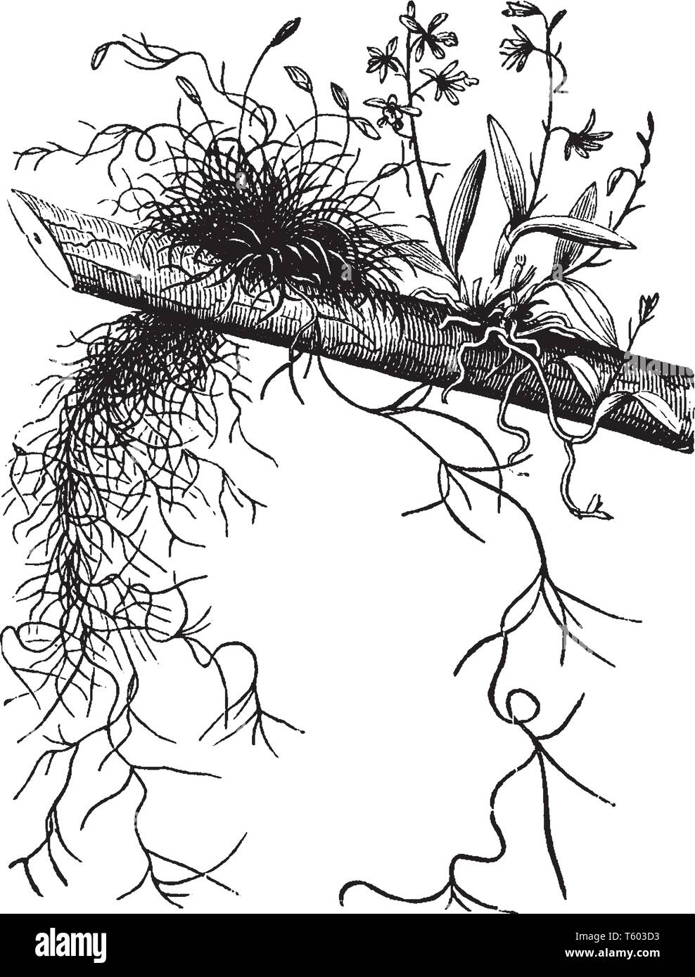 Epiphytes Stock Vector Images - Alamy