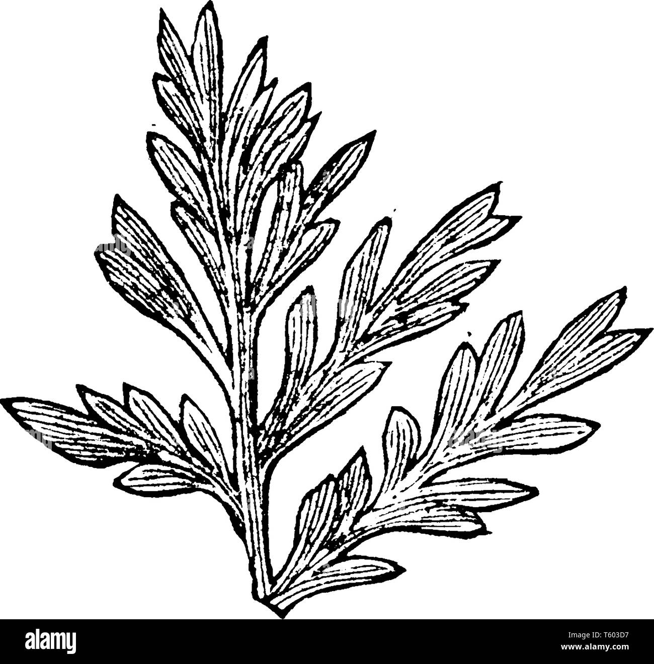 Ancient ferns Stock Vector Images - Alamy