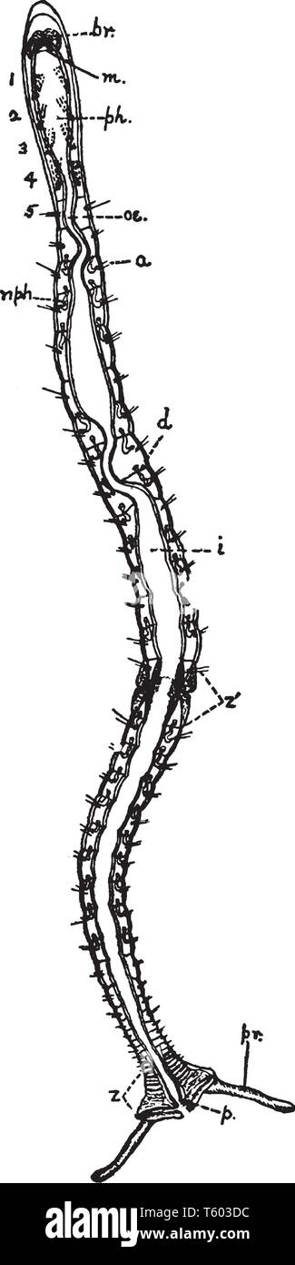 Ragworms Stock Vector Images - Alamy