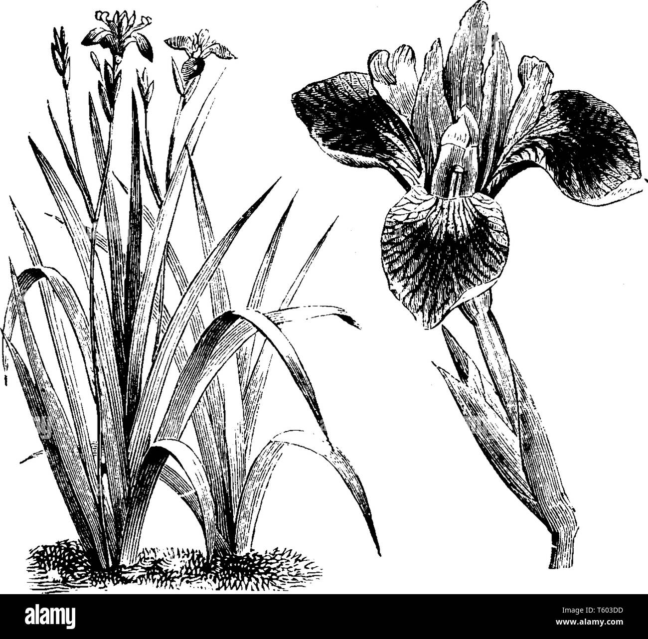 Many color varieties Stock Vector Images - Alamy