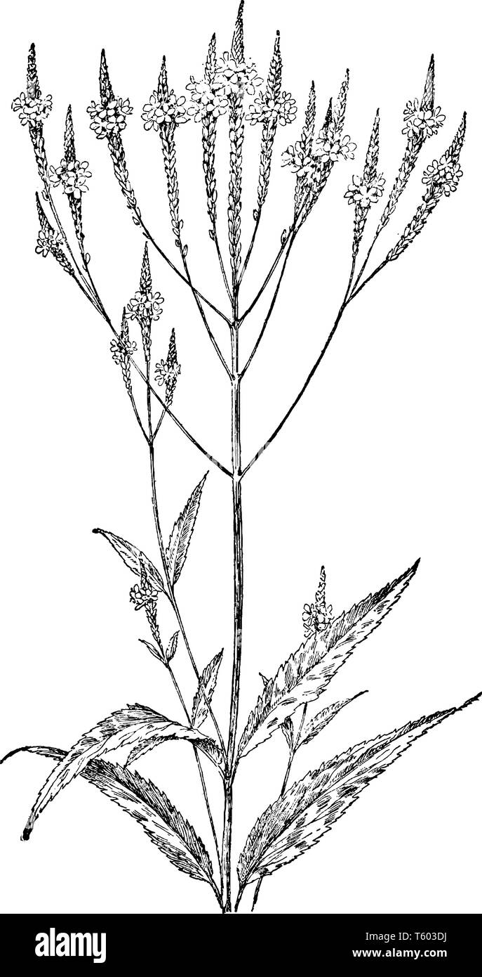 Blue vervain hi-res stock photography and images - Alamy