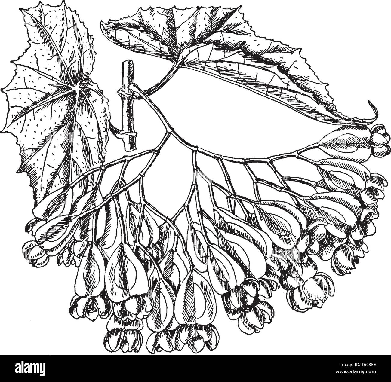 Clusters of flower Stock Vector Images - Alamy