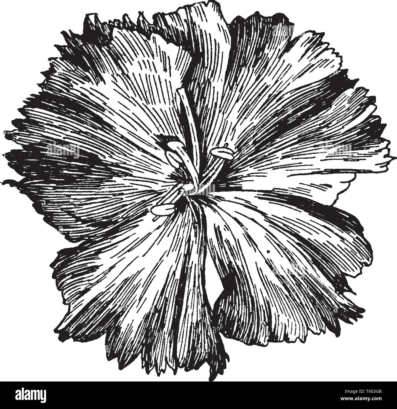 Ball shaped bloom Stock Vector Images - Alamy