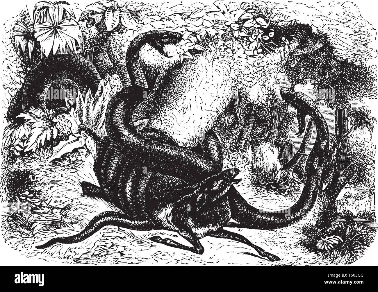 Great boa Stock Vector Images - Alamy