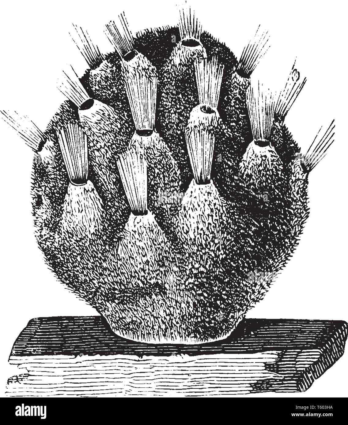 Magnified living sponge is a glace at a piece of common sponge will ...