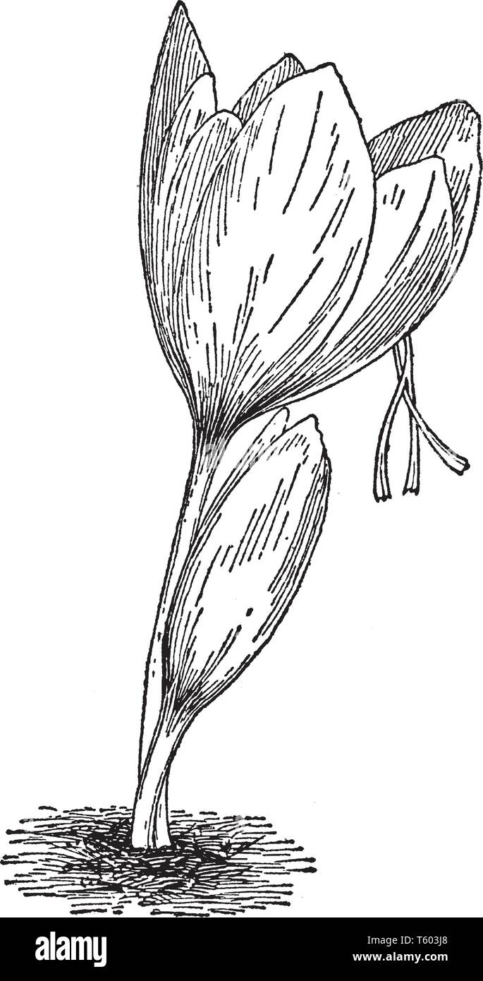 Crocus Sativus is also known as saffron plant. Flower of this plant is ...