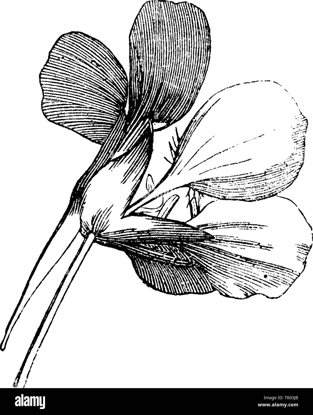 Tropaeolum majus flower which is showing inspiration, vintage line ...