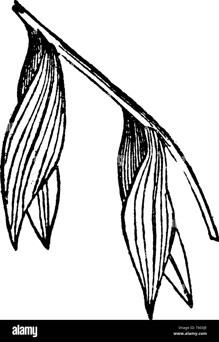 A picture of Secund plant with leaves arranged on one side only ...