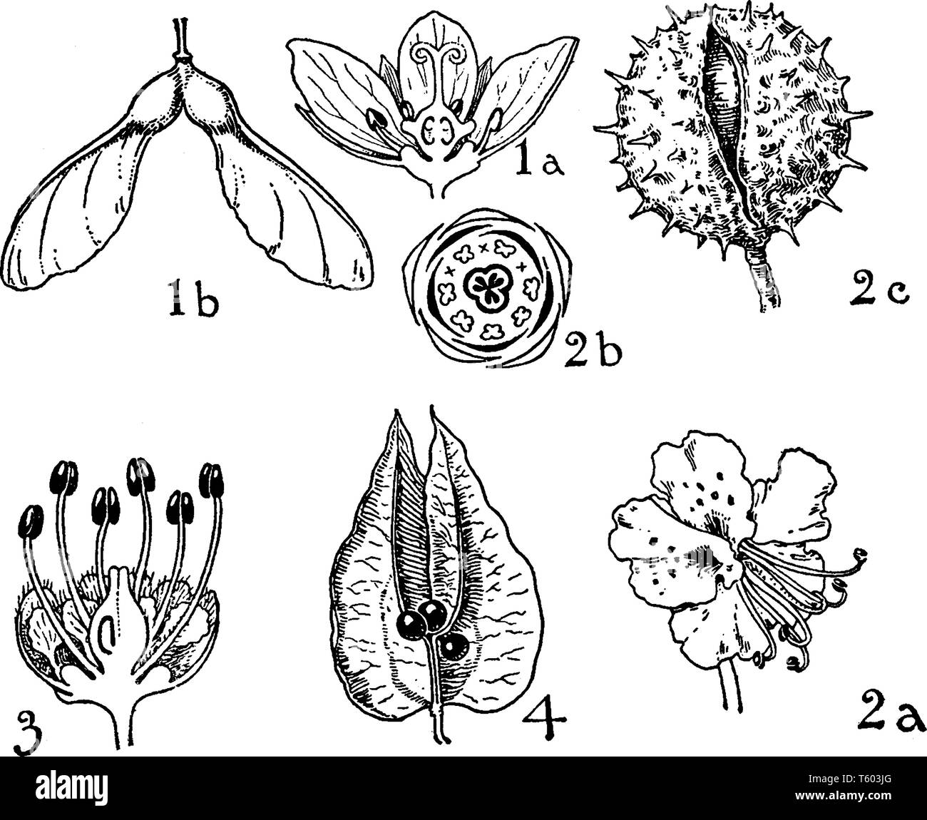 This picture shows the phase of the flower and the type, there are buds ...