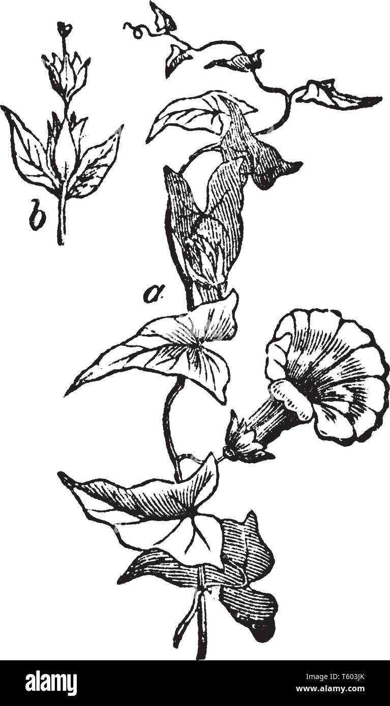 A picture is showing a branch and flower of Convolvulus. They are ...